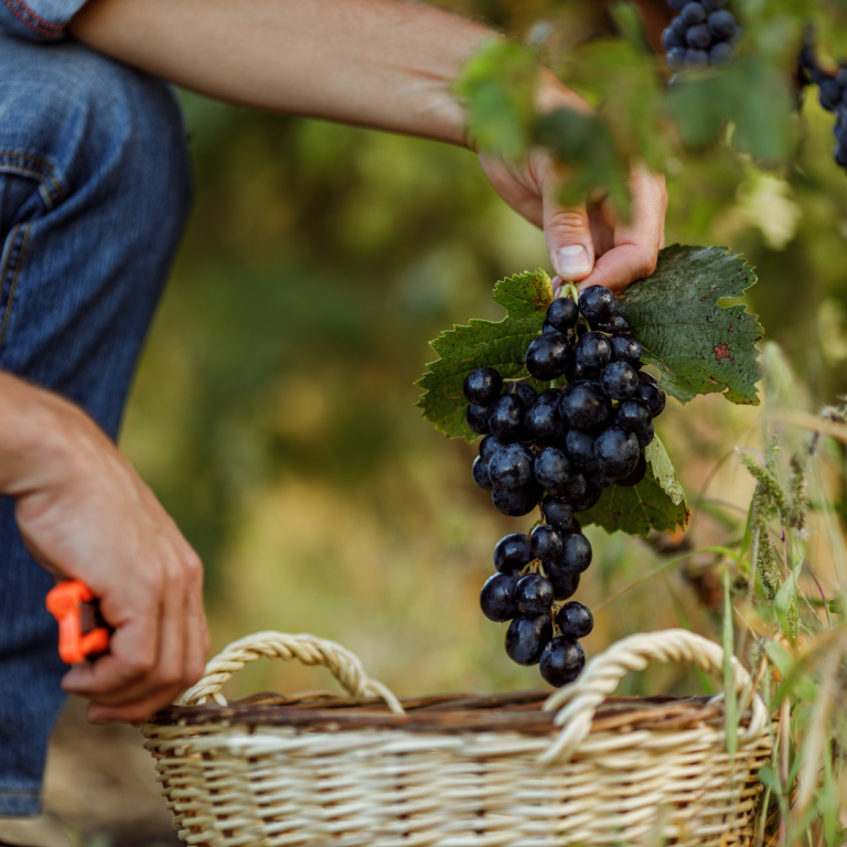 English Wine Jobs: What could you do? – English Wine Guide