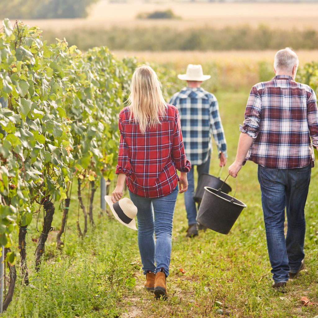 English Wine Jobs: What could you do? – English Wine Guide