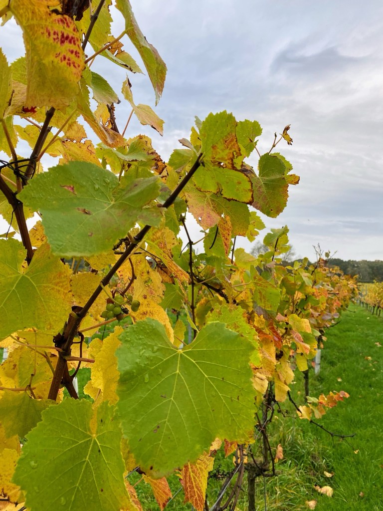 Oxney Organic Estate: An autumn tour, tasting & picnic – English Wine Guide