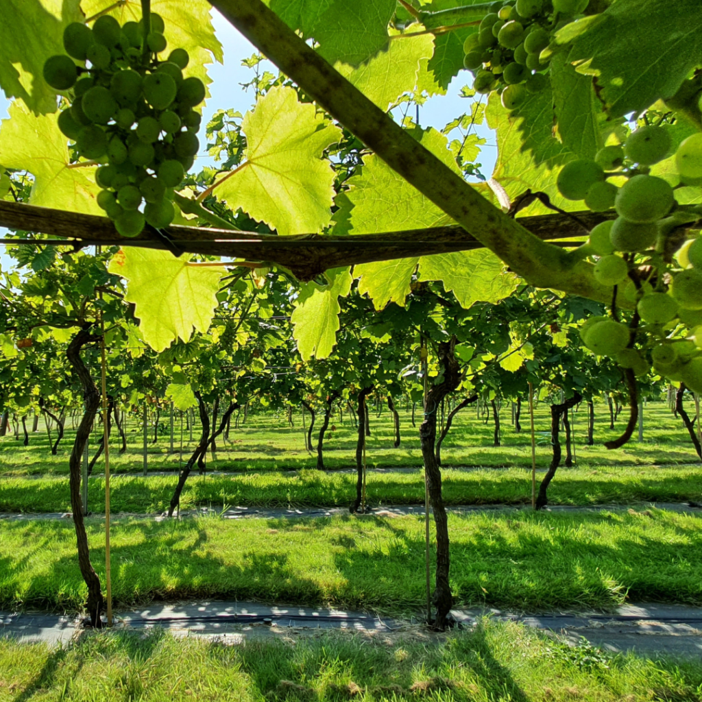 Vineyards near Exeter to visit for wine tasting – English Wine Guide