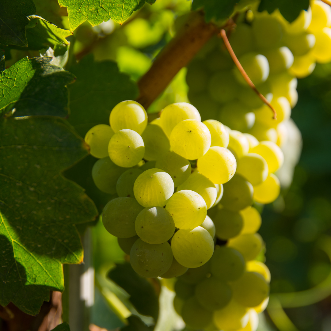 English Chardonnay: A Divisive Darling of the Vine – English Wine Guide