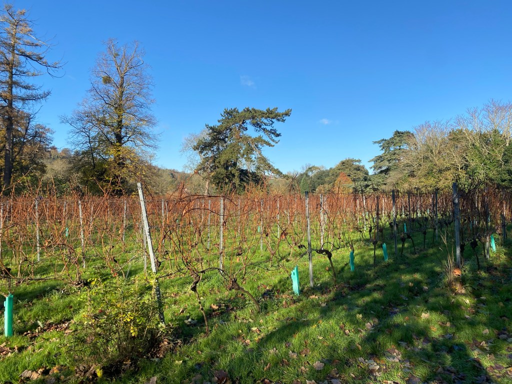 Mount Vineyard Shoreham: A visitor review – English Wine Guide