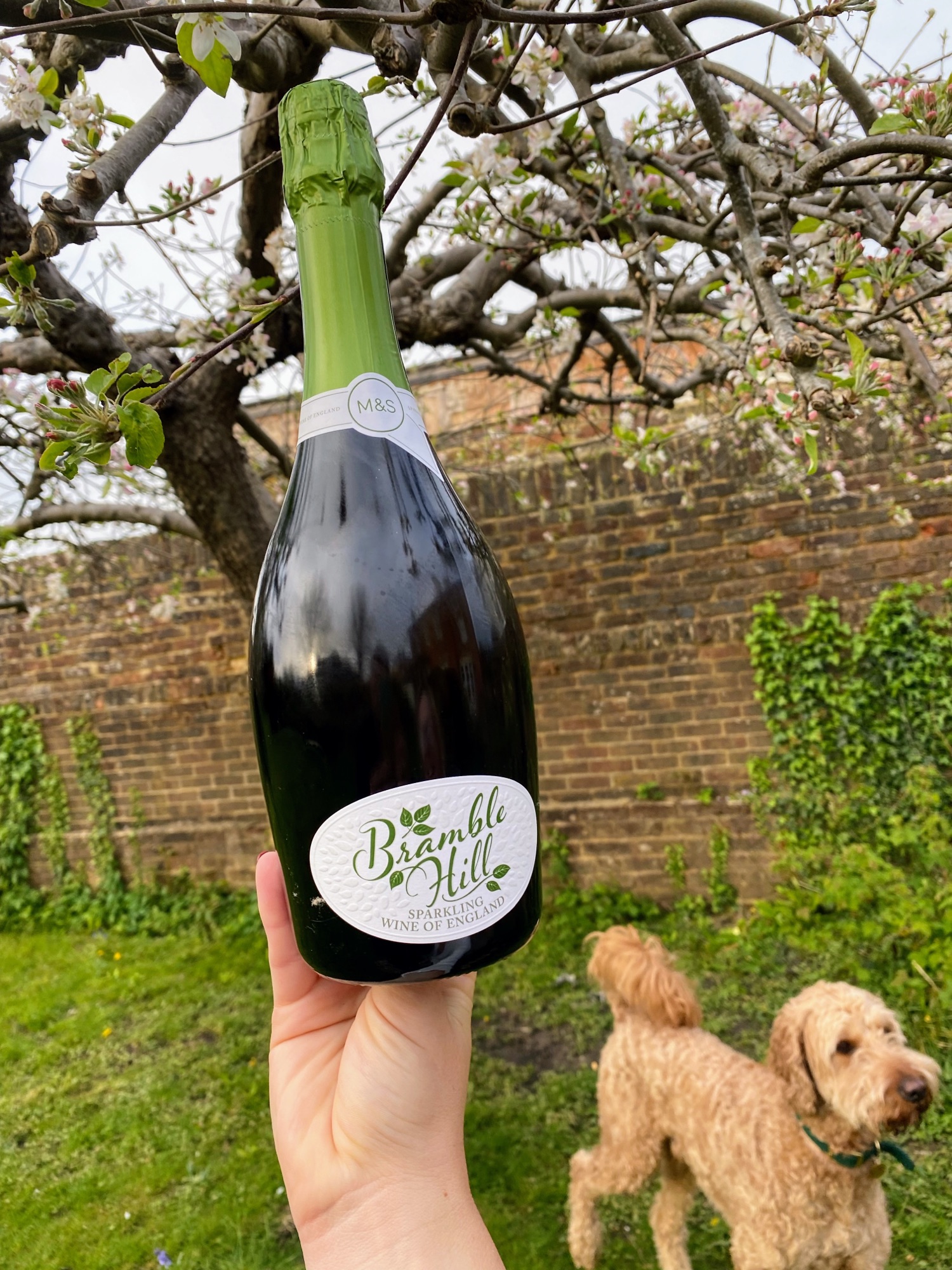Bramble Hill Sparkling Wine Review: M&S English Sparkling Wine ...