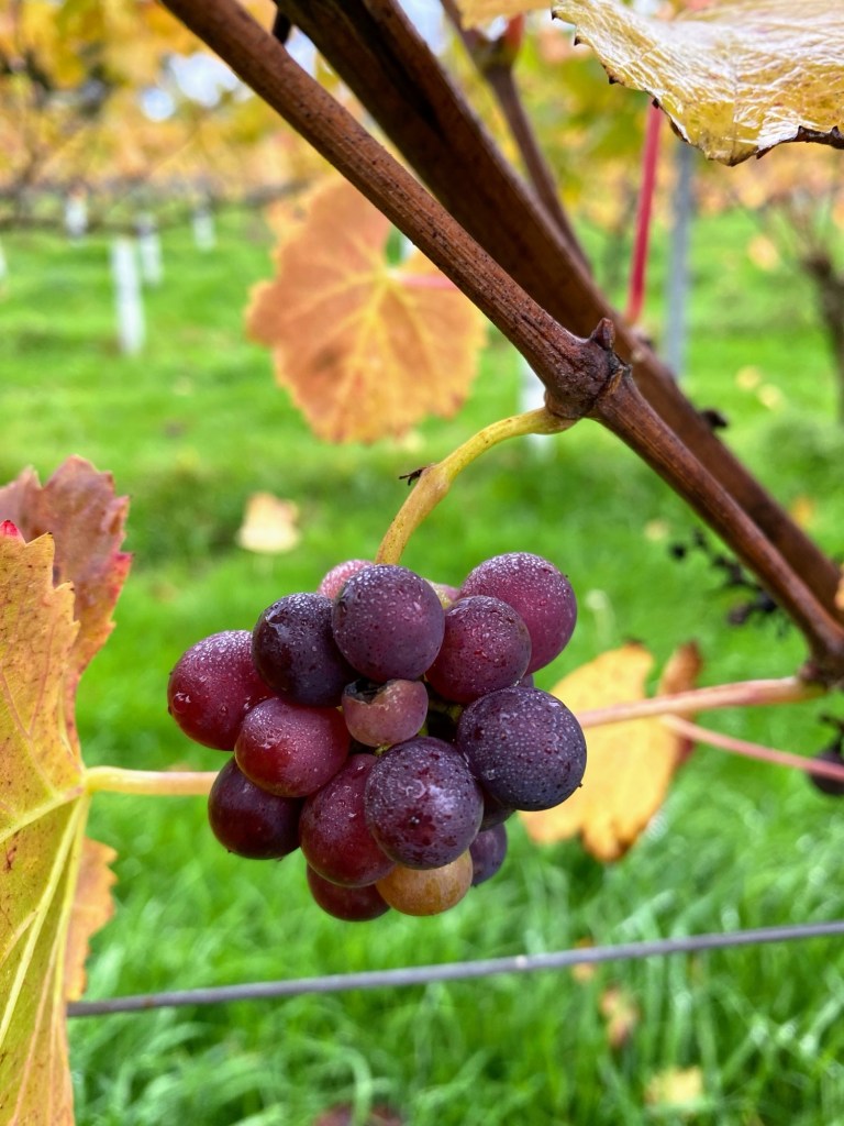 Oxney Organic Estate: An autumn tour, tasting & picnic – English Wine Guide