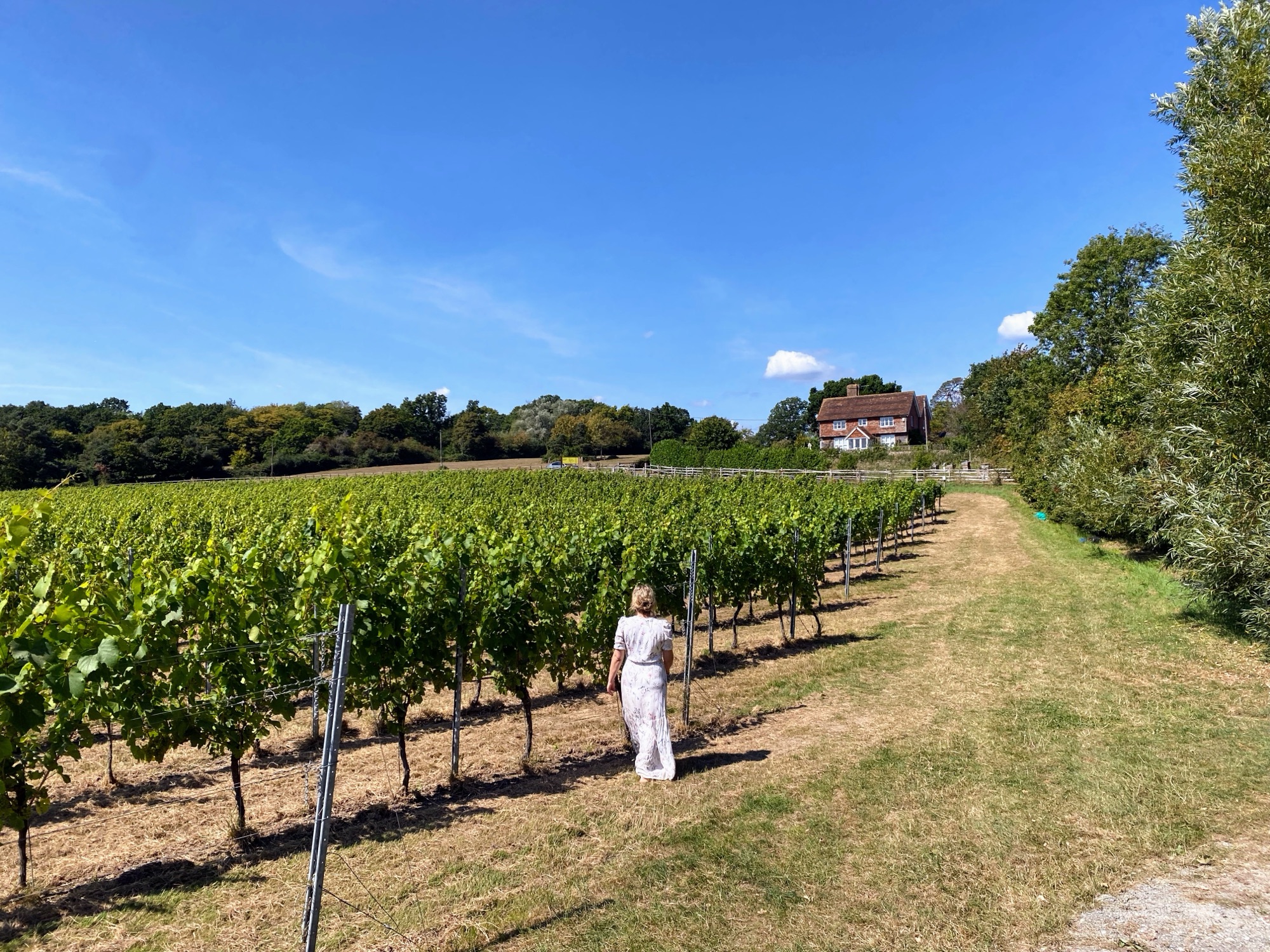 17 unique wine experiences in the UK to try this year – English Wine Guide